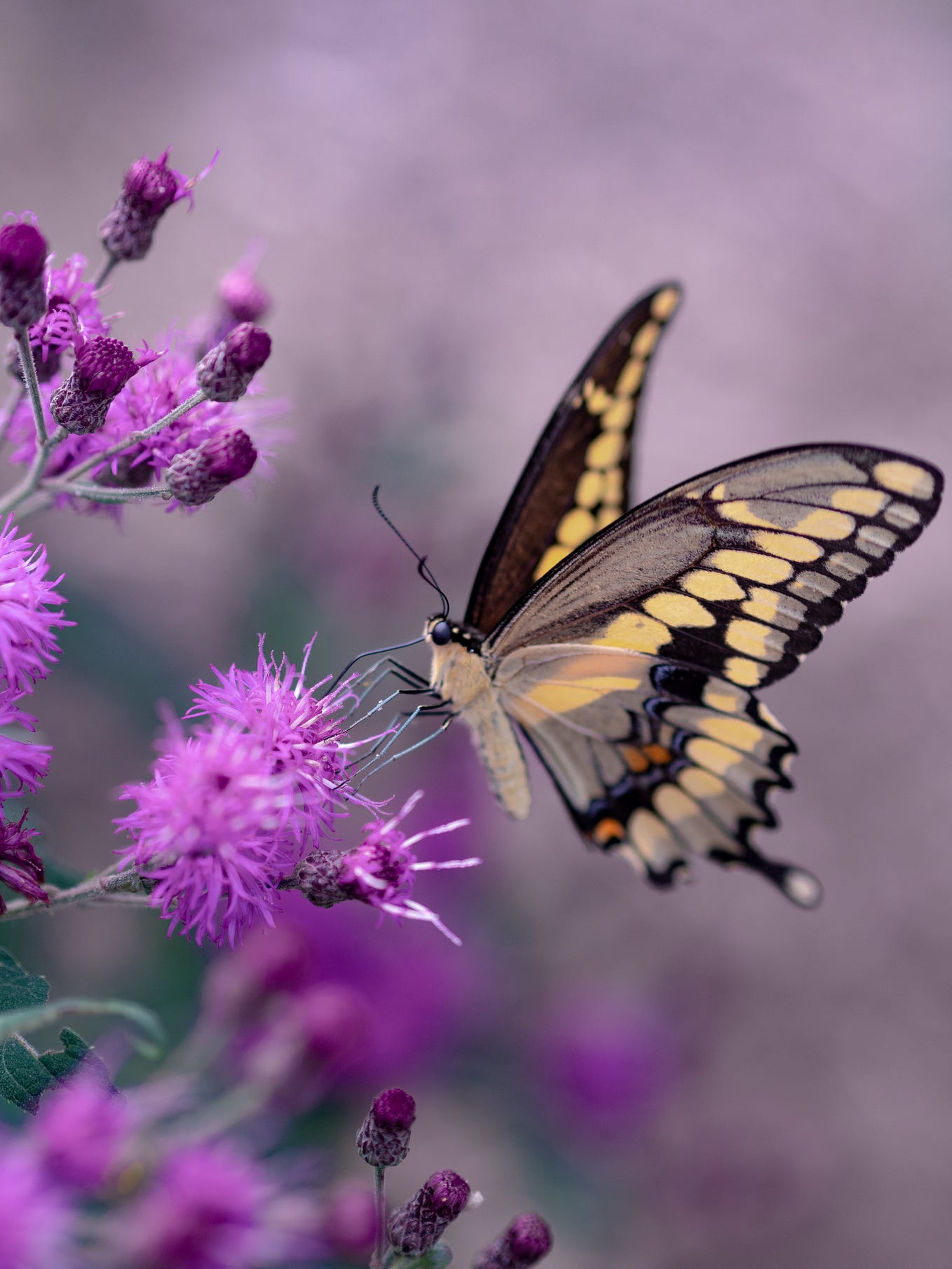 How Introverts Will Use Loud Budgeting To Live Boldly | by KayMarie ...