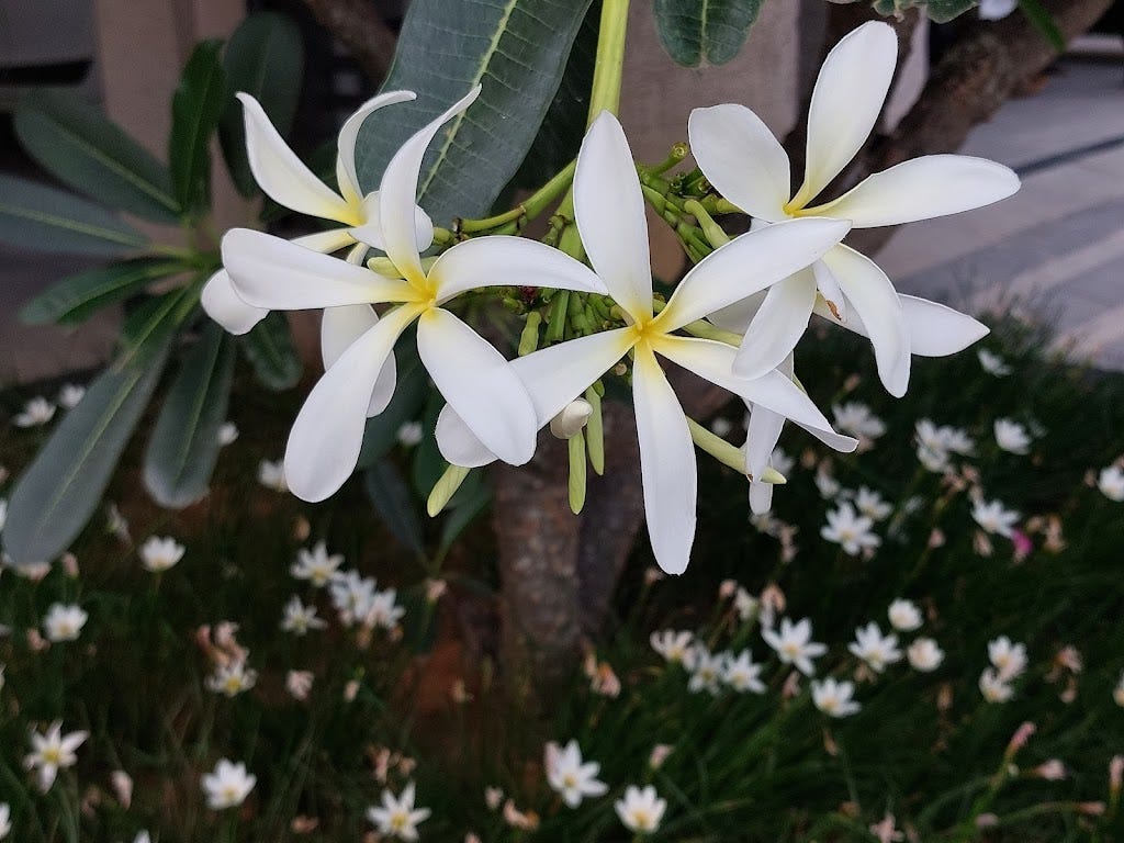 Flower and the girl. Arguing with mother is inviting… | by Garima Singh ...