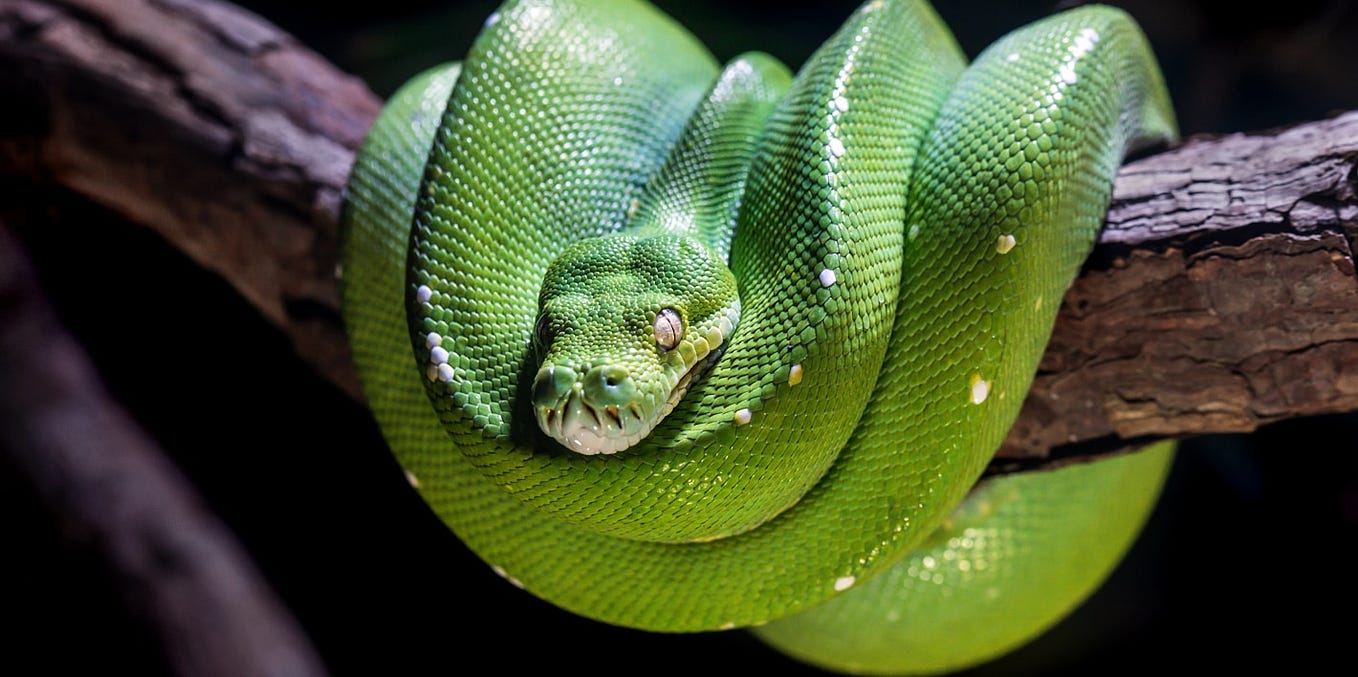 Transpose Matrix Using Python — Linear Algebra By Misha Sv Python