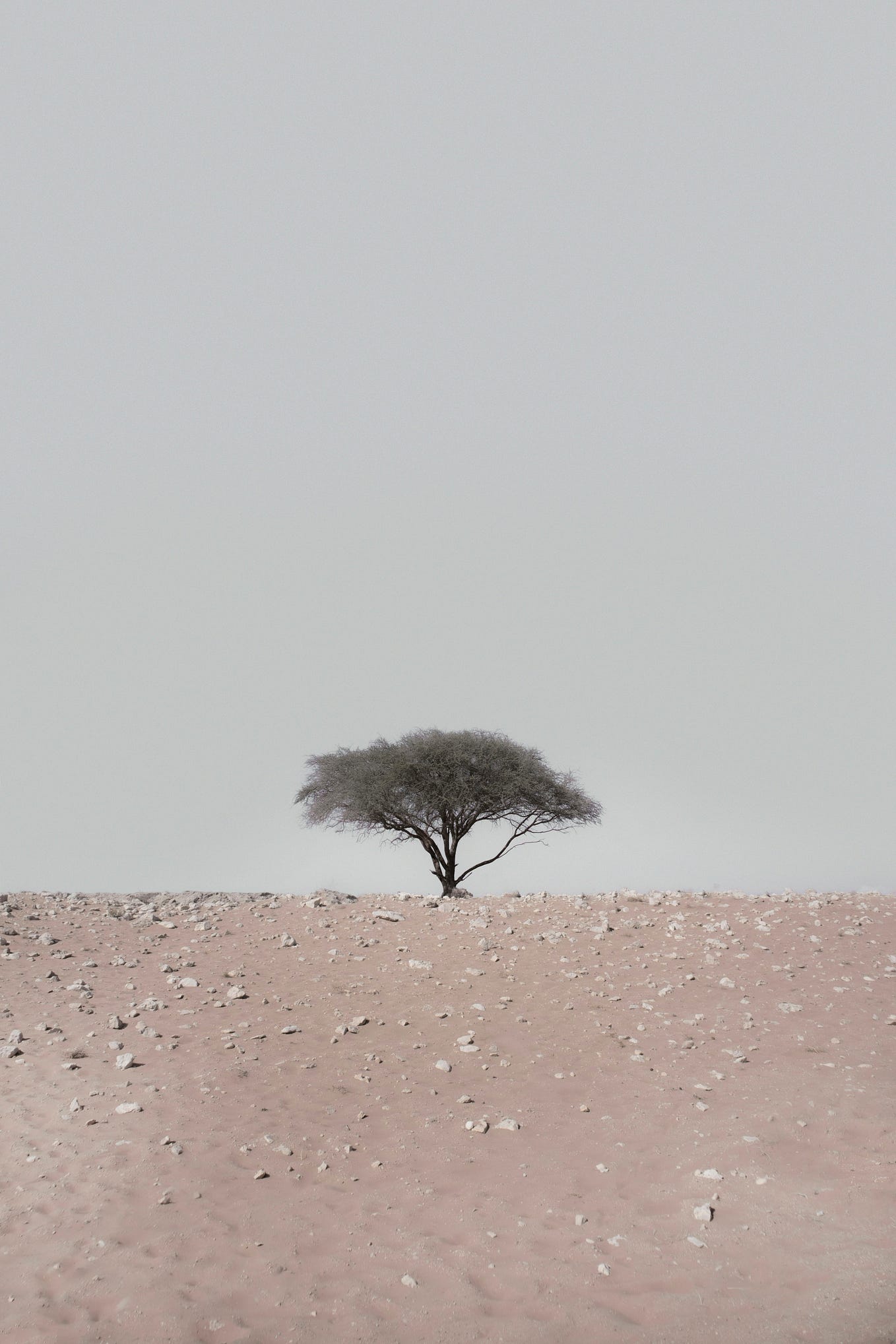 Trailer Trash. Clash of Titans | by Liz Edon | FightingWildcats | Medium