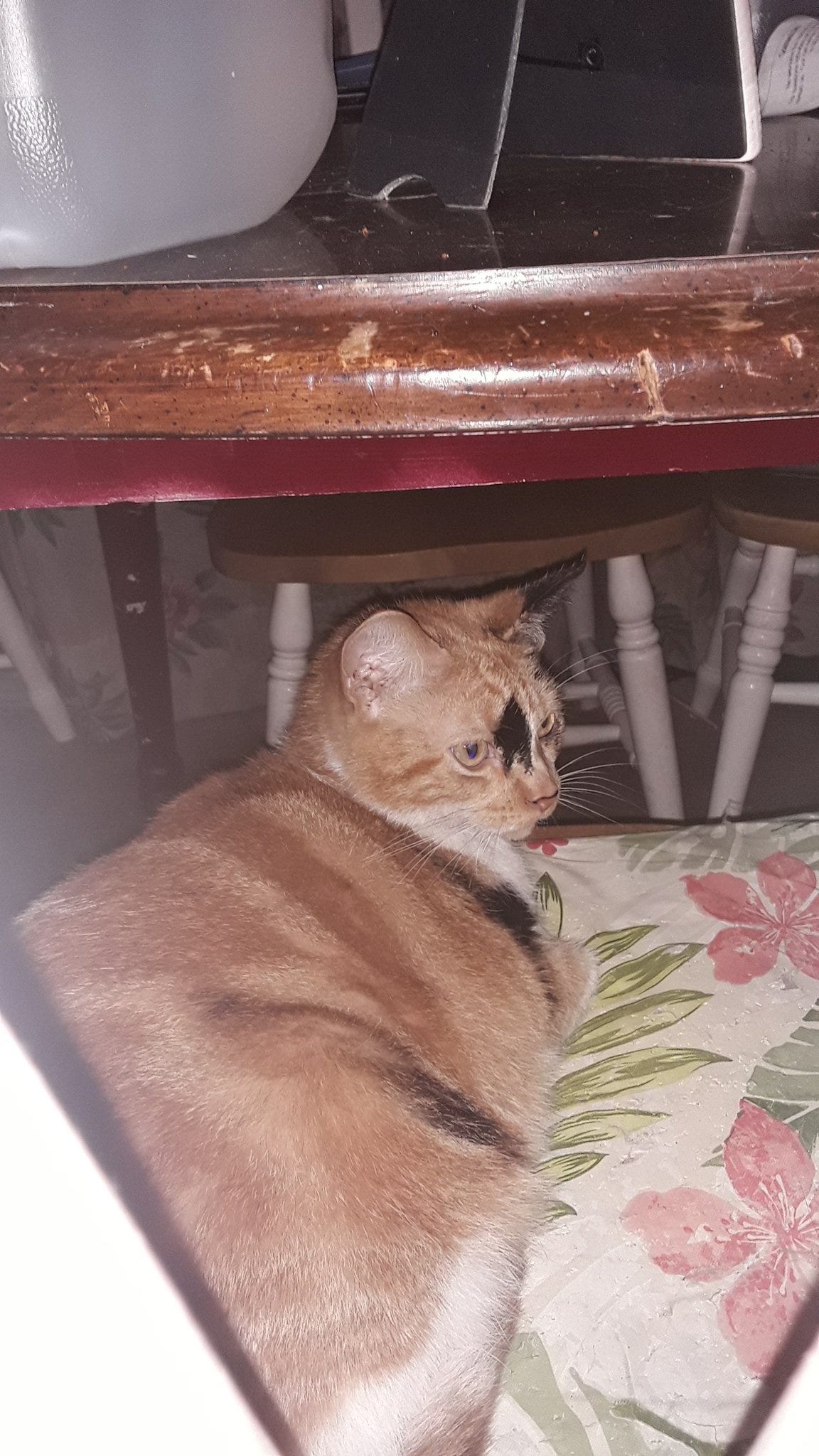 Shem, Ham, Japheth, and the nations | by Steve Johnson | Medium