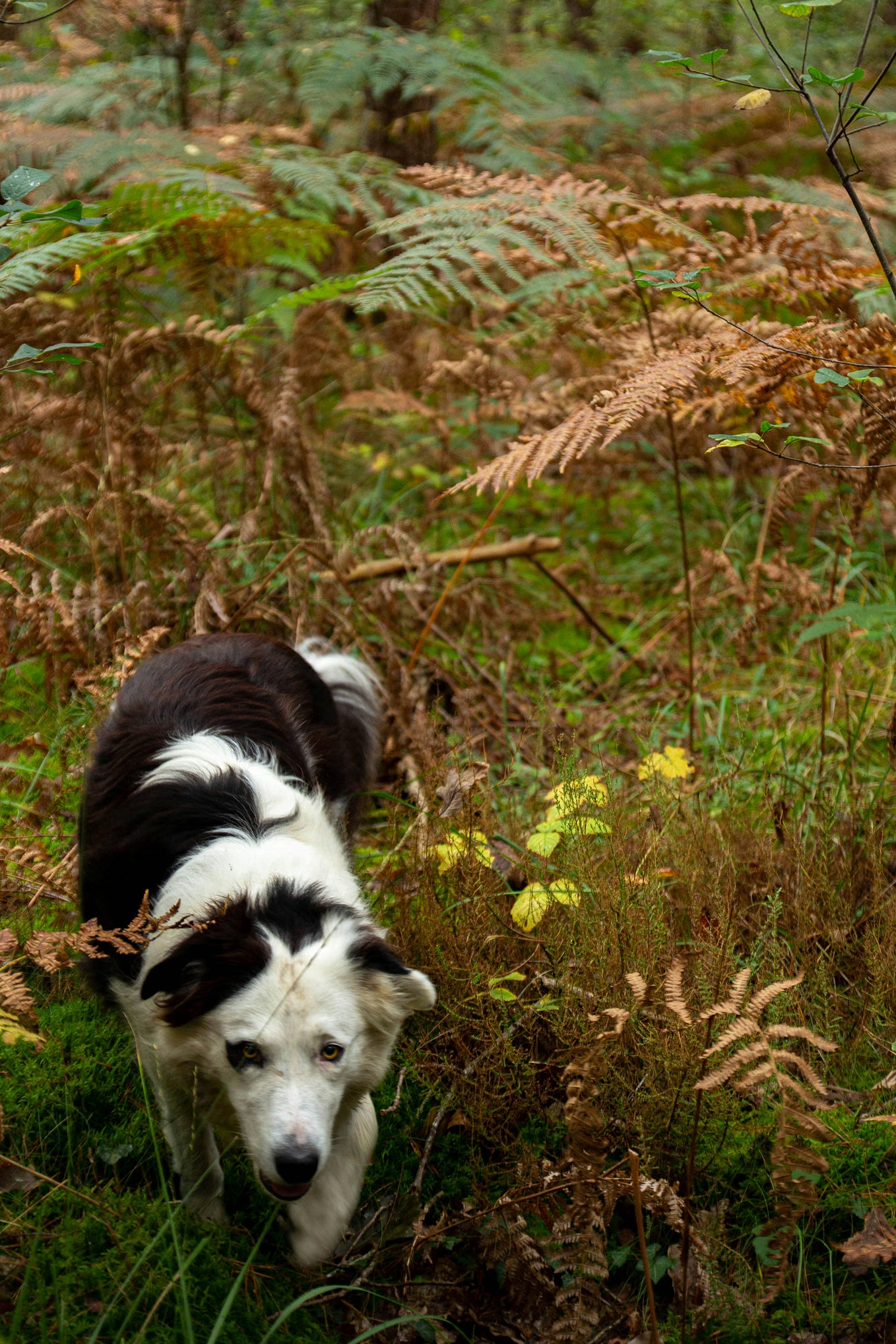 Controlling Repetition Of Background Images | by Ali Aslam | Medium