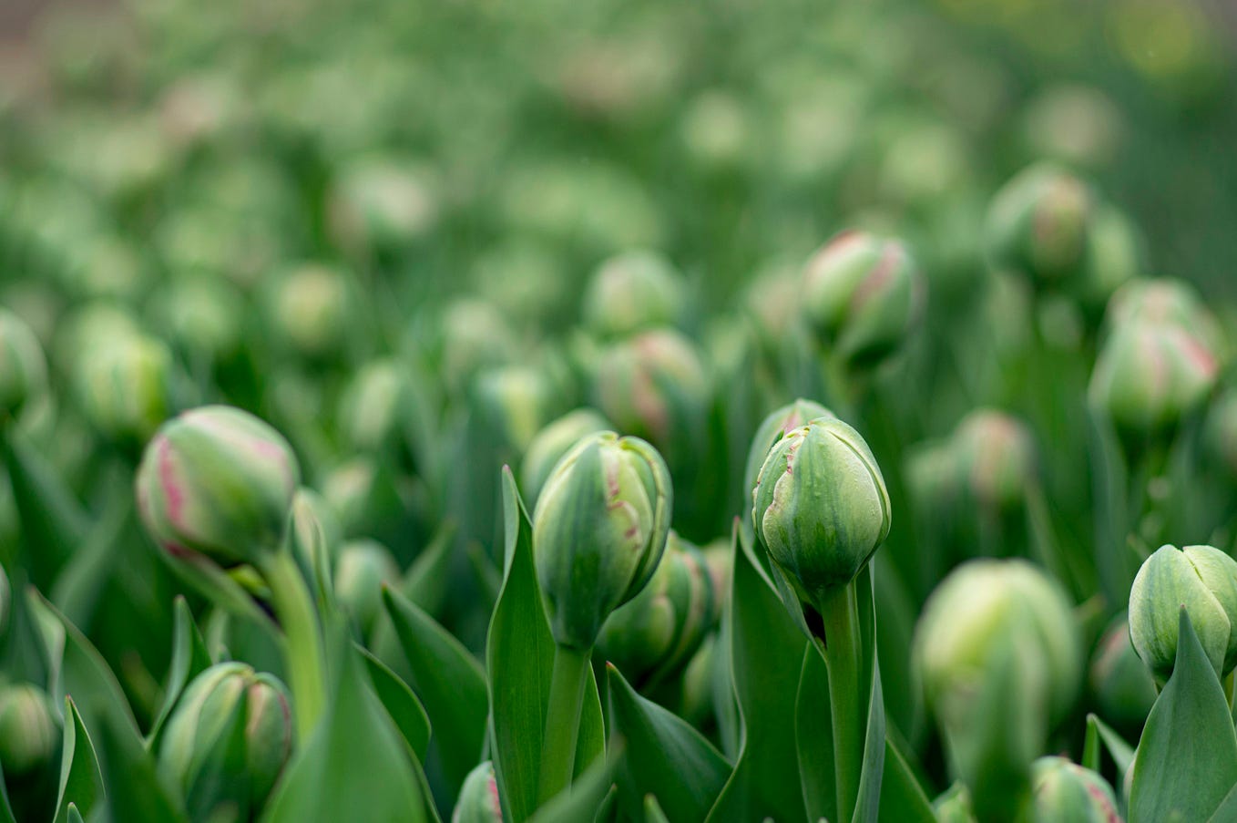 6 Ways To Encode Features For Machine Learning Algorithms By Anthony Cavin Towards Data Science