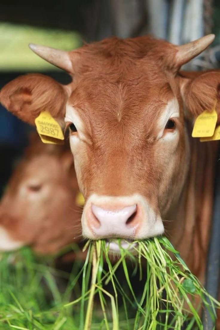 apa saja manfaat berqurban agar mendapatkan keberkahan yang tak ...