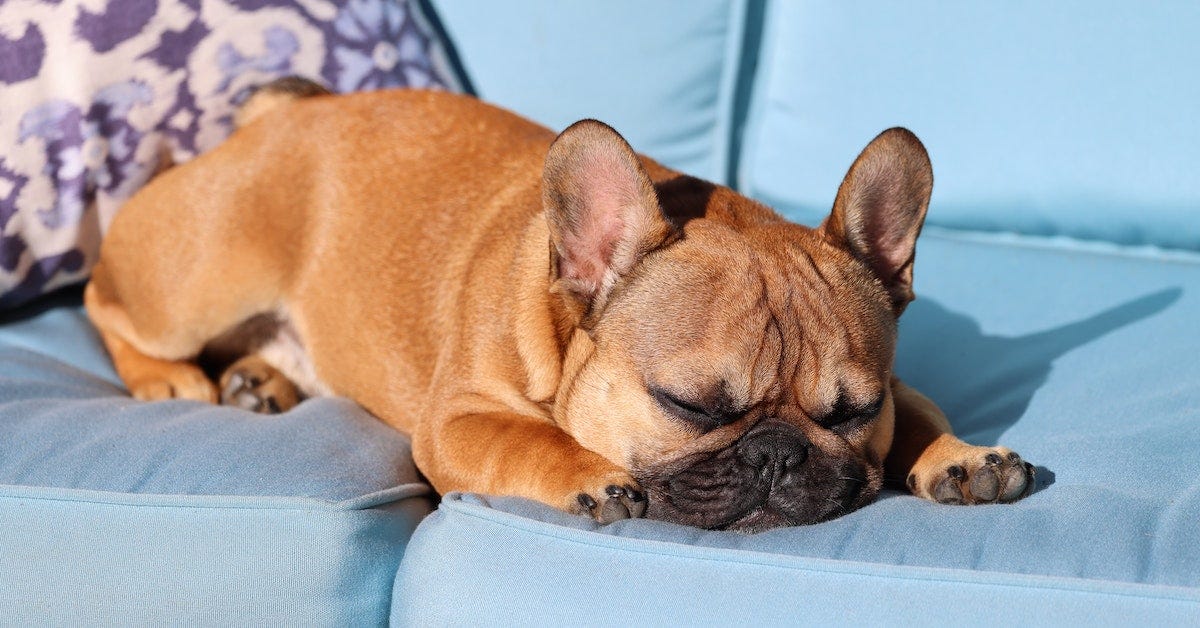Basic guide to French bulldog puppy care | by Elite Frenchies | Medium
