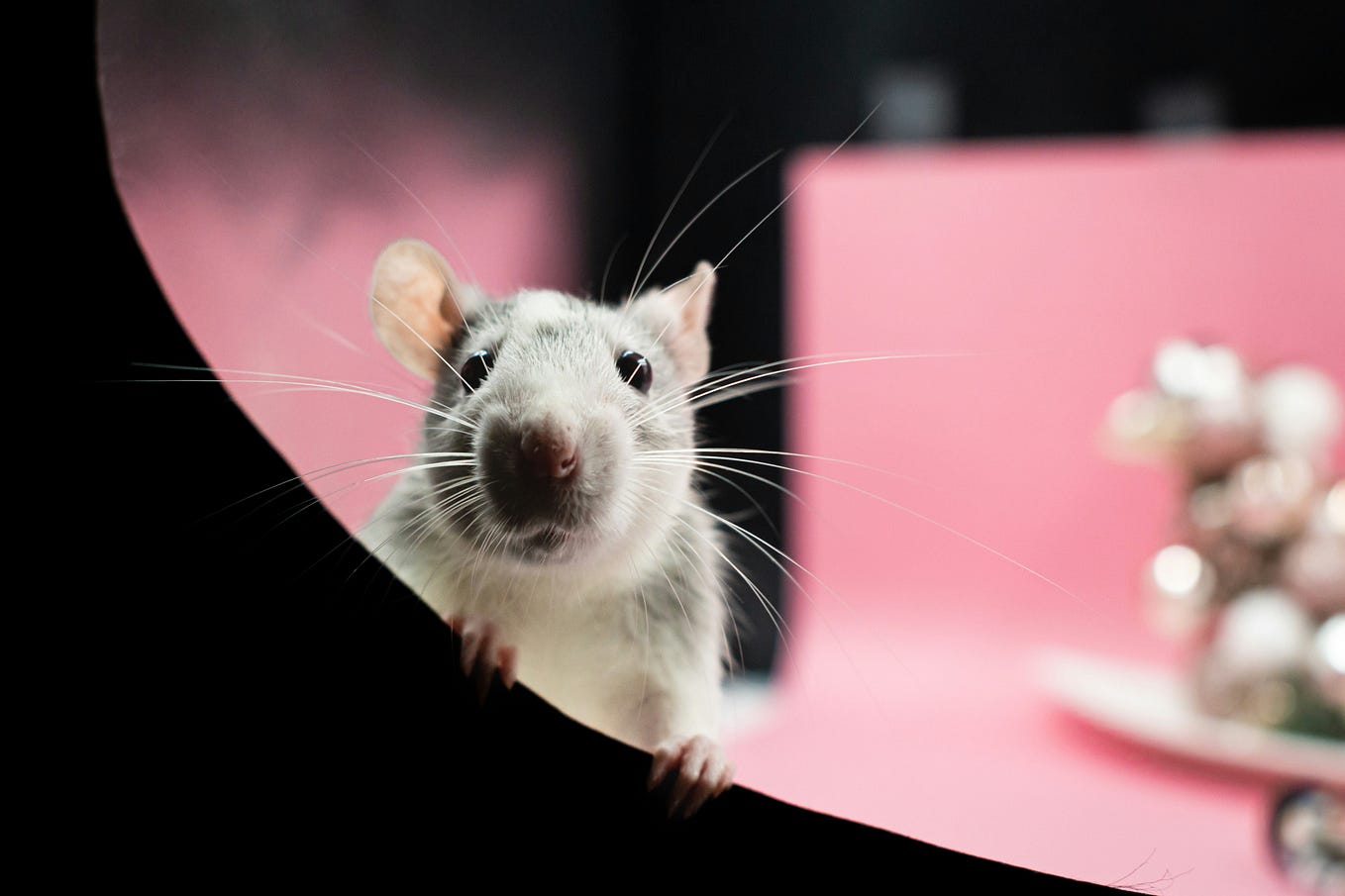 Best Bait for Rat Trap. Rats, those sneaky little invaders, can… | by ...