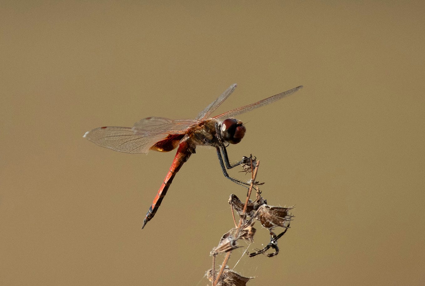 The Importance of Financial Independence for Women | by Huma Waris ...