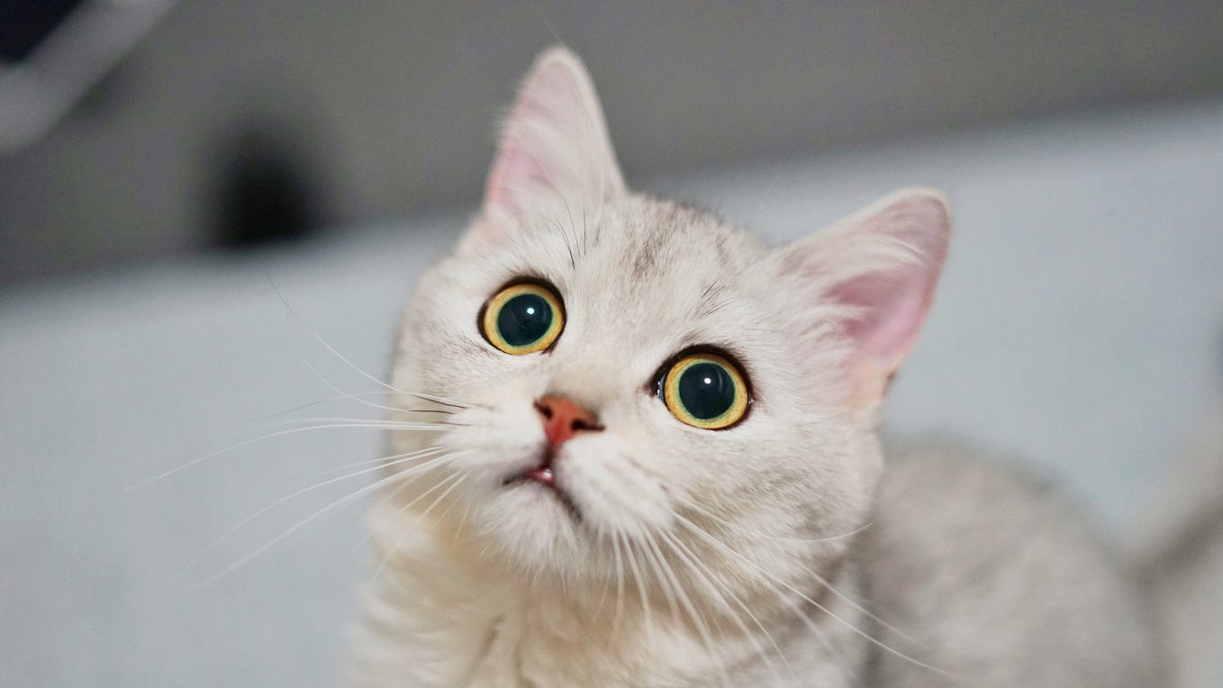 Source to source transformation using rewrite rules (transformers) in clang. | by Stas Smith ...