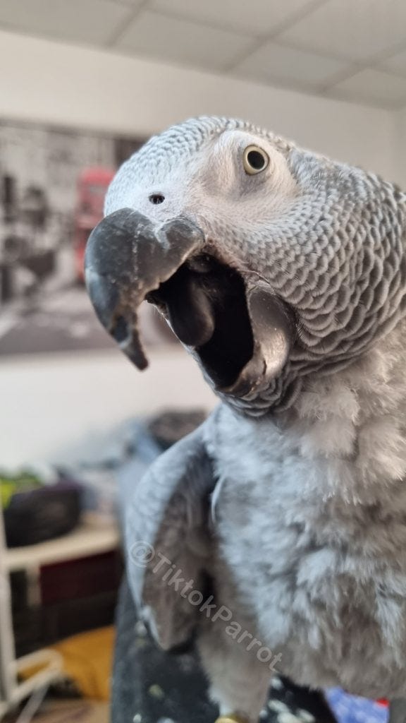 Mental Illnesses in African Greys and How to Spot Them — TikTok Parrot ...