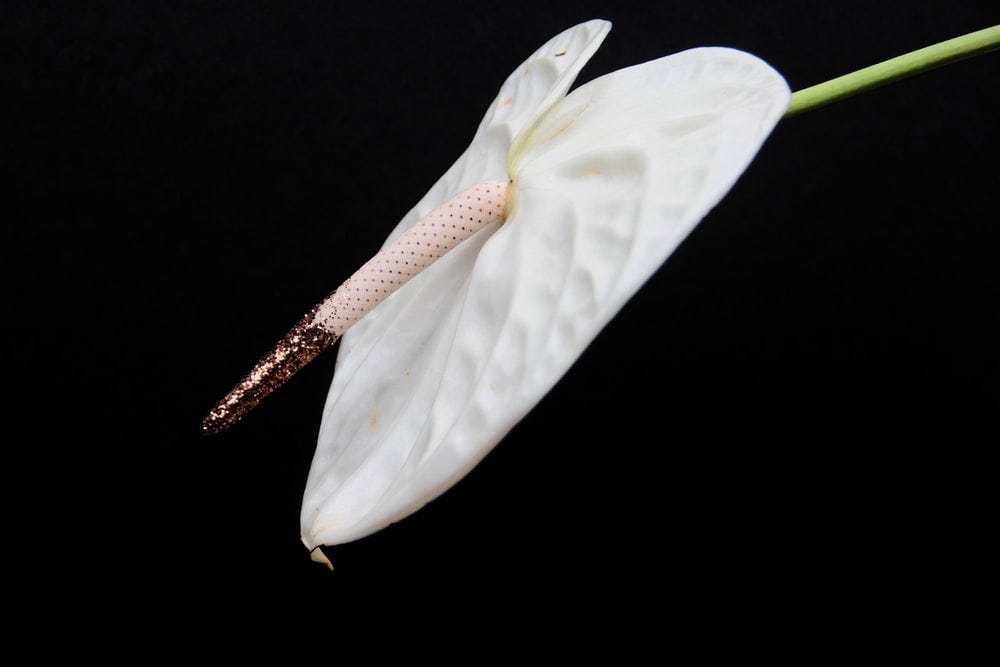 The Contractions That Close The Vagina By Karin Blak Sexography Medium
