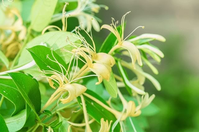 Learn About the Parrot Flower: Basics, Types, Growth & Care, Value and ...