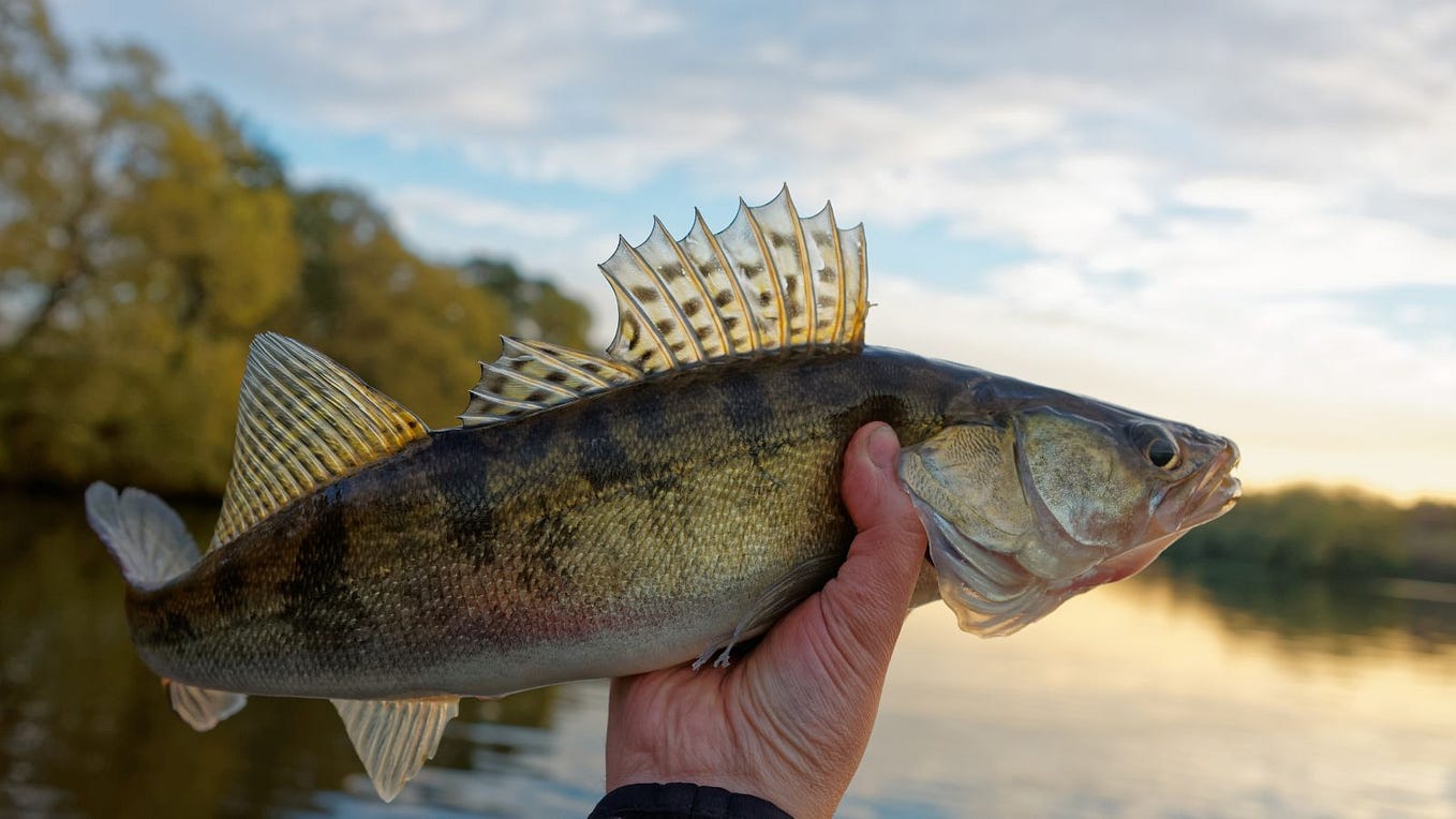 Lake Scugog Fishing, Ontario, Canada | The Fishing Magazine | by Danny ...