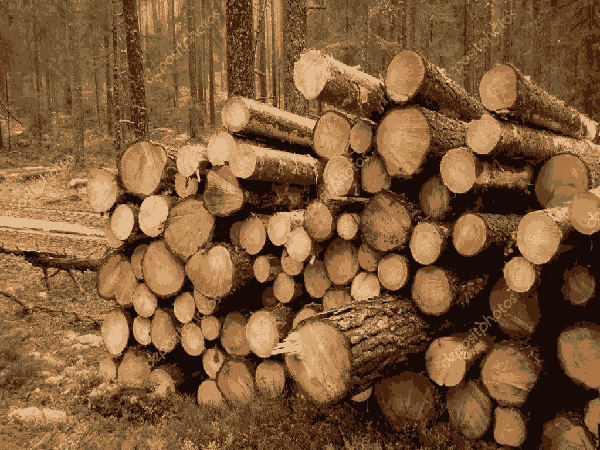 Benefits of Timber Harvesting. Benefits of Timber Harvesting… | by ...