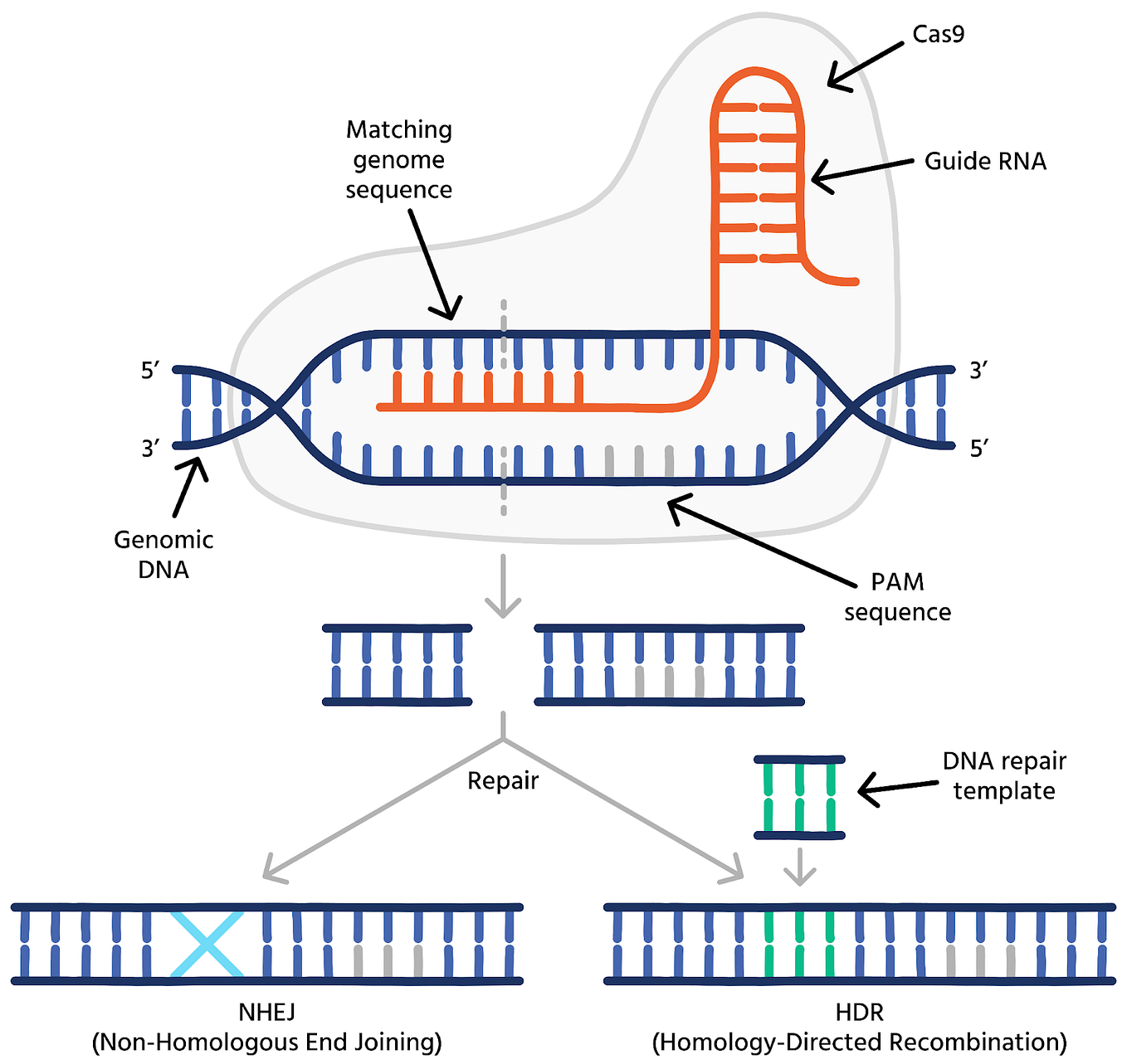 Exploring the Microcosmos: A Microscope Which Can Fit Into Your Pocket | by Harvard ...