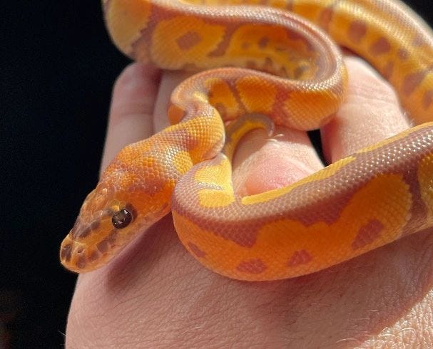 Ultramel Clown Ball Python. Why We Chose The Ultramel Clown Project ...