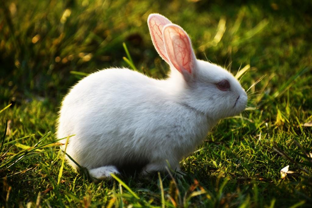 Can The Jamora Rabbit Save The Day? - Backyard Bunny News - Medium