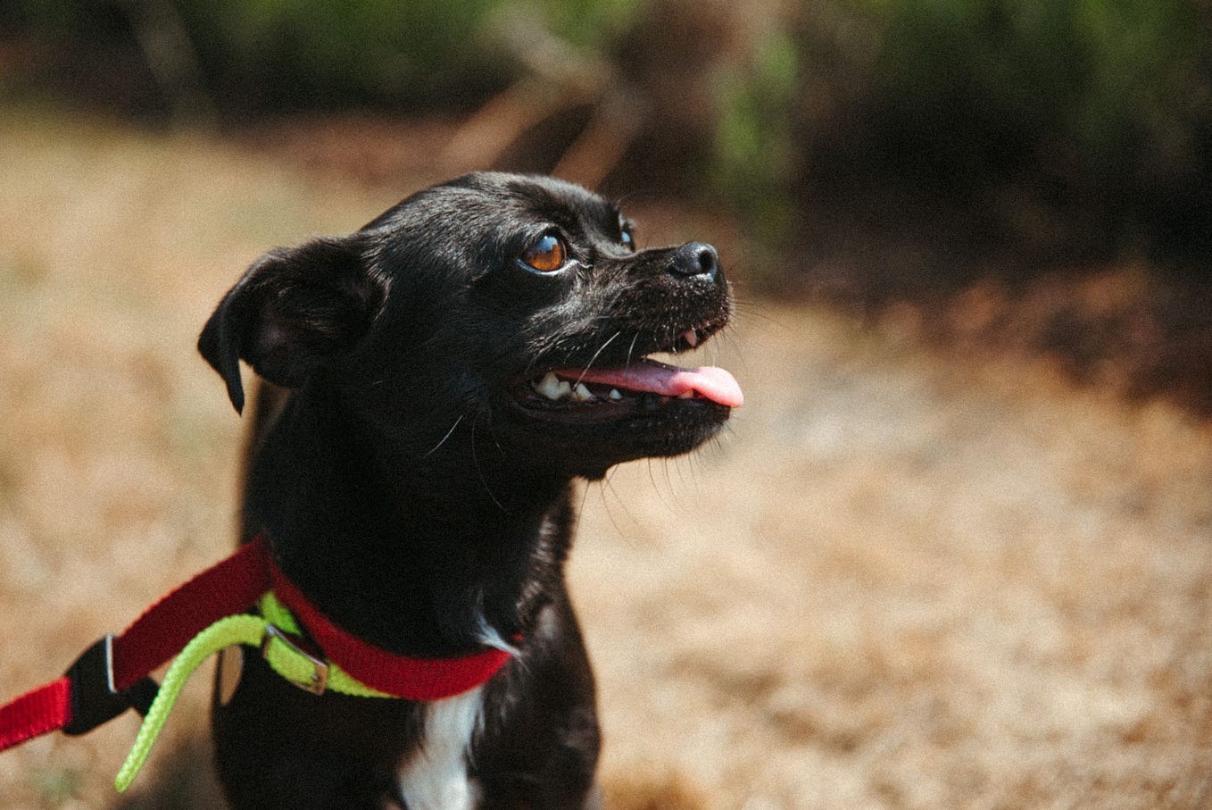 How to Calm a Dog During Fireworks: Stress-Free Tips | by Freeda Mast ...
