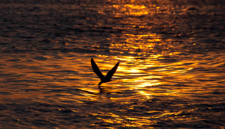 Dev Log 2: Building a Bird Photography System | by wisefry | Feb, 2025 ...