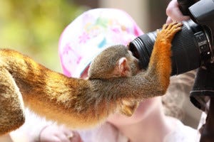 How to Pique Peak Curiosity. How can we be more curious? I mean… | by ...