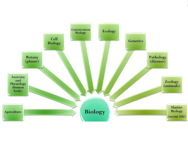 What Are JOINTS Main Types Of Joint and Diseases Of Joints | by Bio ...