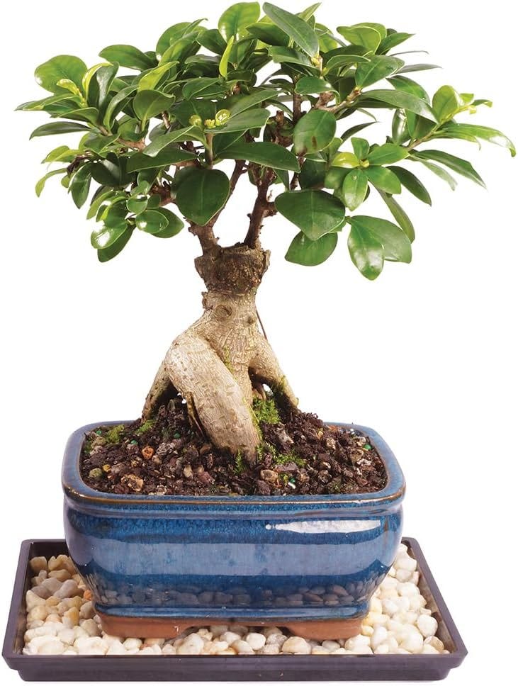 Brussel’s Bonsai Sweet Plum Tree Review | by Karla Torpey | Sep, 2024 ...