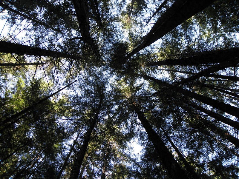 Biden’s Bid to Protect Old-Growth Forests | by Jennifer Normoyle | Medium