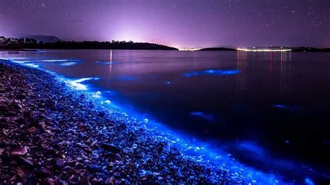 Exploring La Parguera: A Guide to Puerto Rico’s Bioluminescent Bay | by ...
