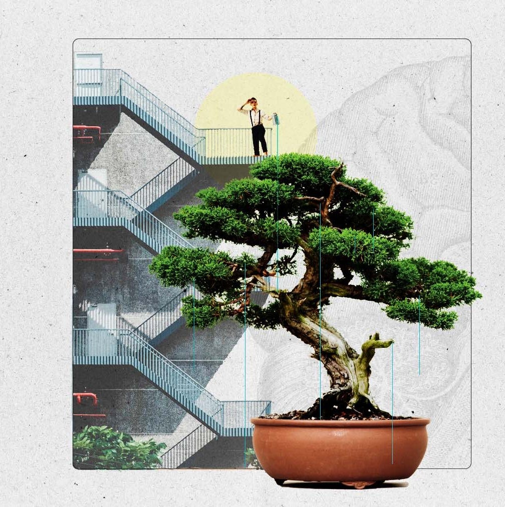 The Meaning Behind Receiving a Bonsai Tree as a Gift | by Mariya Kanegi ...