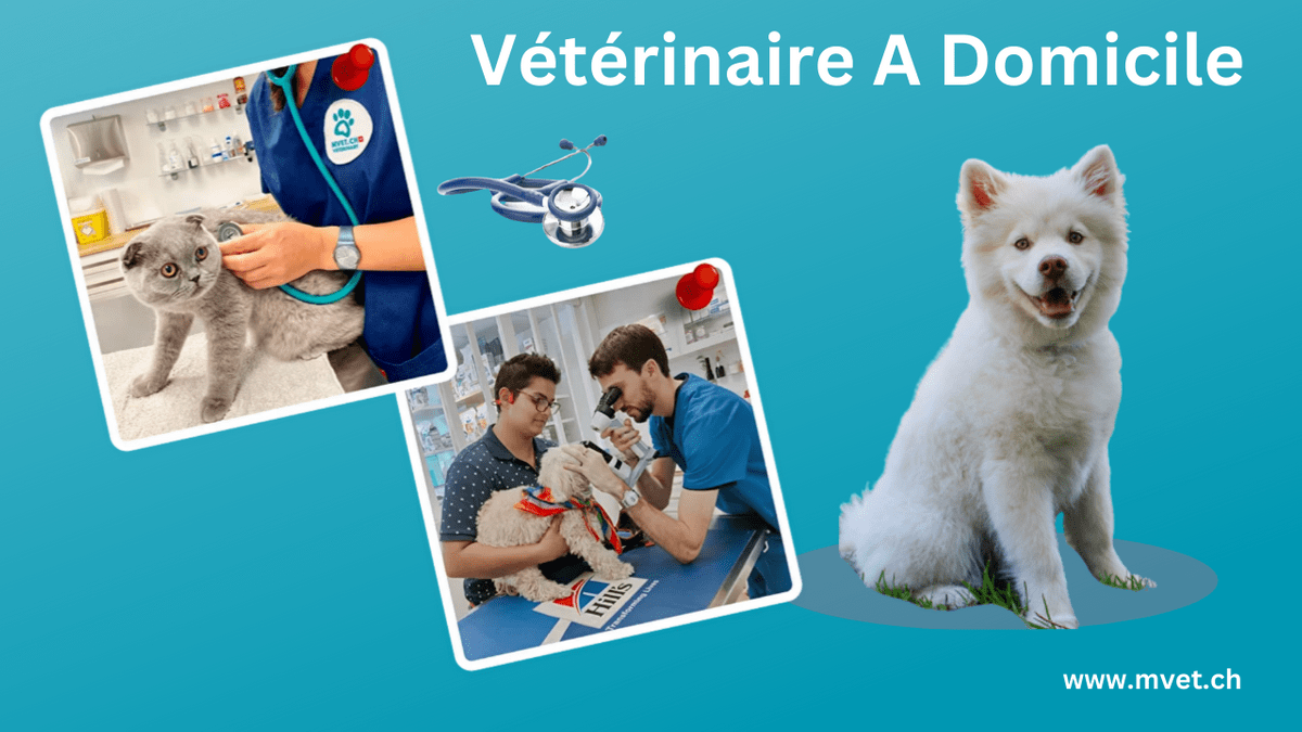 Geneva Veterinary Clinic Everyday - MVET.CH - Medium