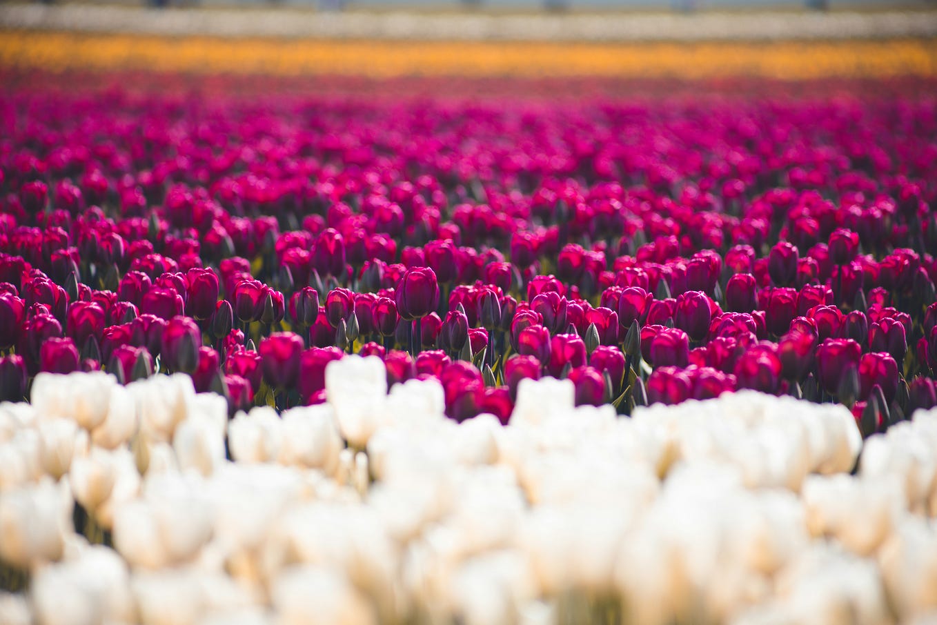 Remembering Charlie Chaplin: The Man Who Made the World Laugh | by Sathushan K | Readers Club ...