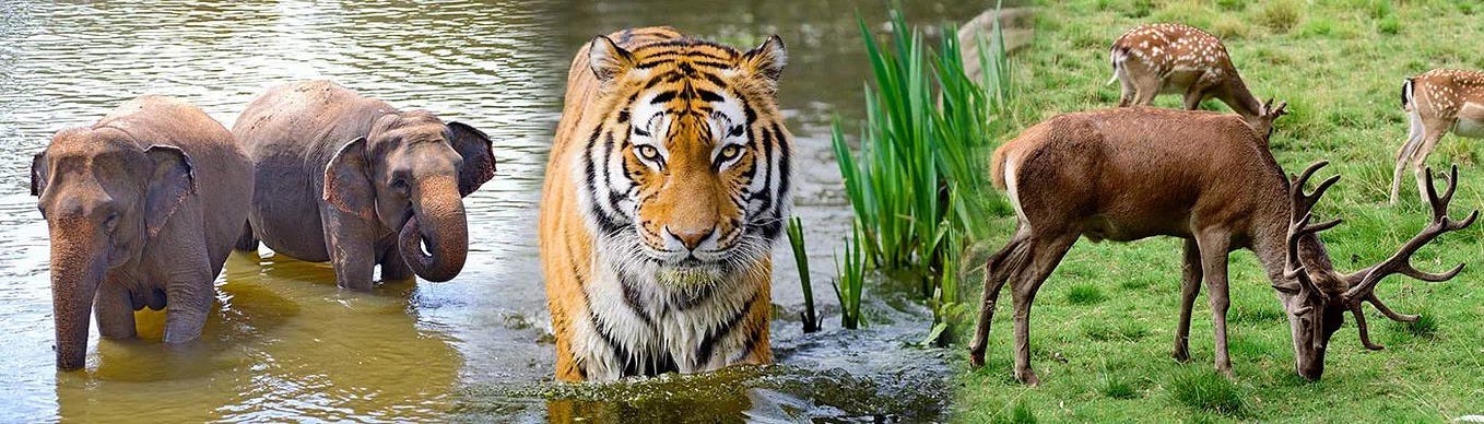 Wildlife Photography Workshops in Masai Mara: What to Expect | by The ...