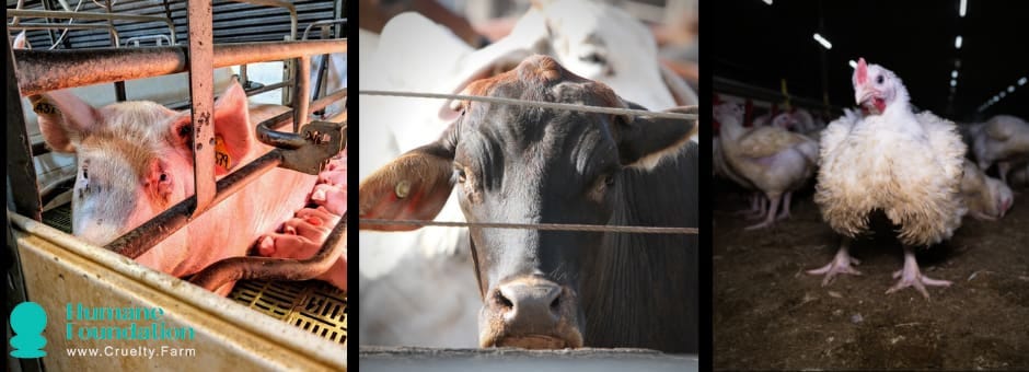 The Dark Side of Our Dinner Plates: The Hidden Cruelty Behind Factory ...