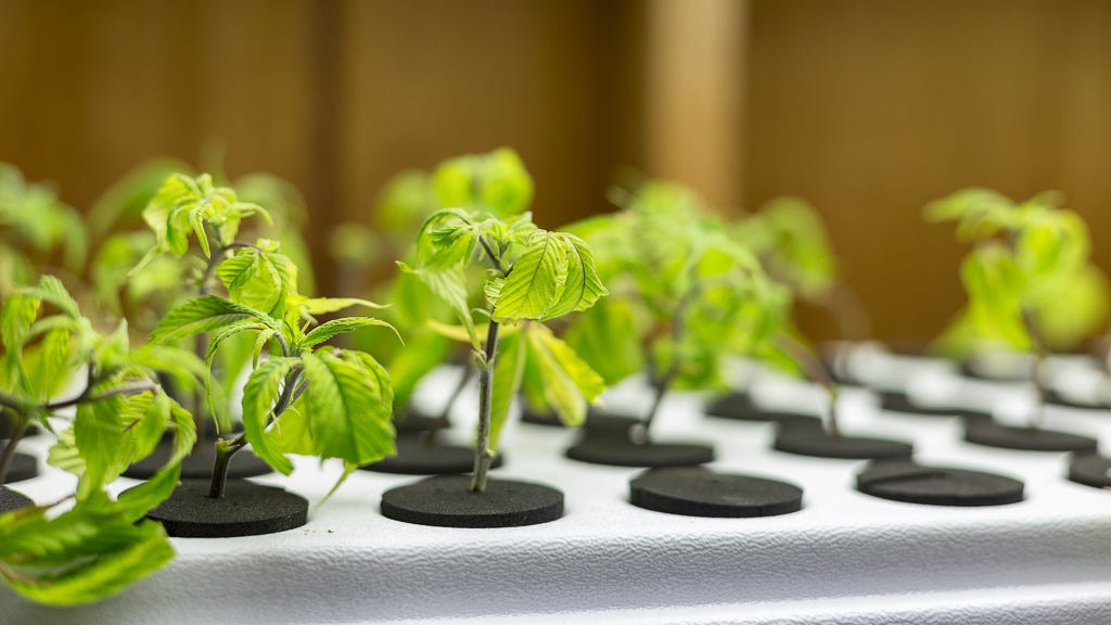 The Most Expensive Seeds. There are some pretty pricey seeds out… | by ...