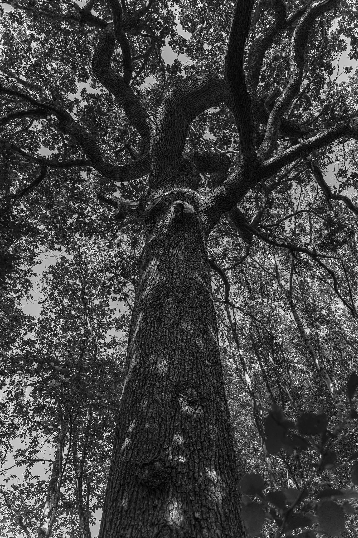 Ovid’s Bittersweet Tales: Alcyone and Ceyx | by Tom Barrett | Mythology ...