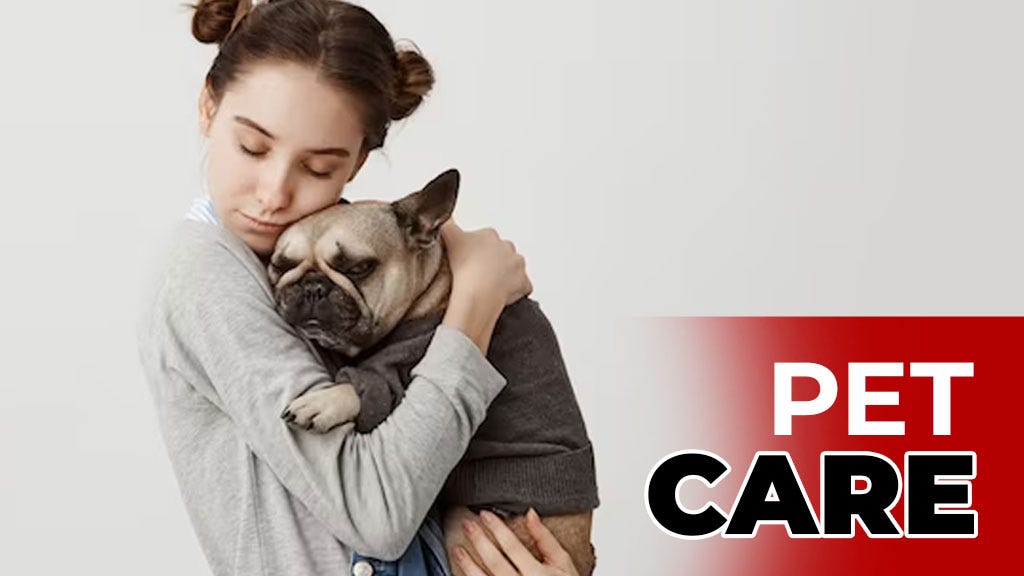 Experience top-tier in-home pet boarding with Pawland: Your Trusted, Safe, and Award-Winning Pet ...