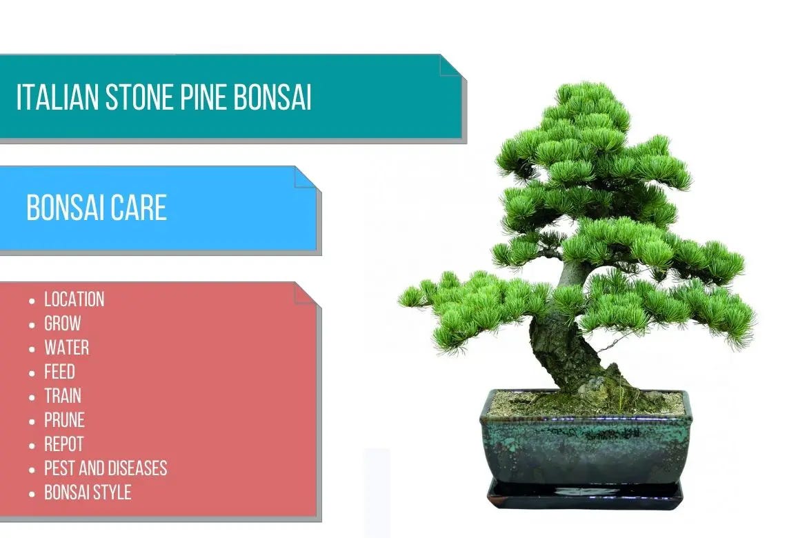 Alder bonsai care | by Bhupinder Singh | Medium