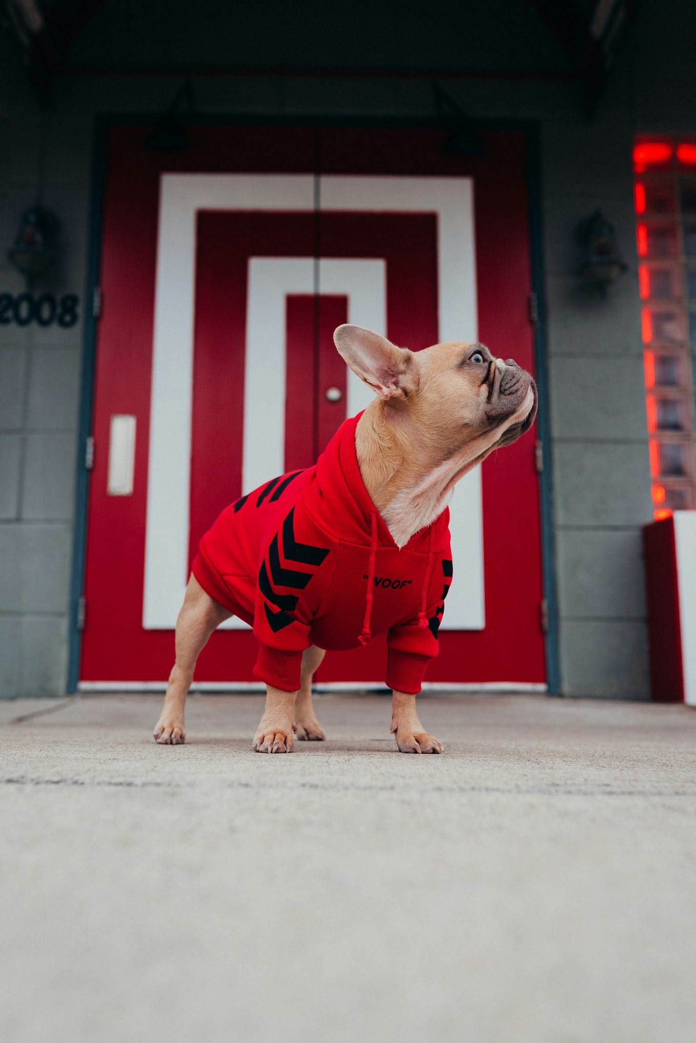 The Best Dog-Friendly Hidden Gems You’ve Never Heard Of | by Doris ...