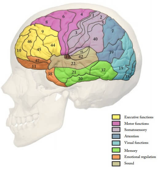 Brain Activity During Coma: The Process of Brain Wave Change and ...