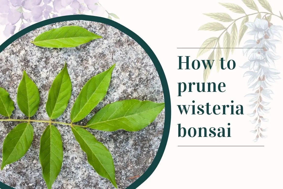 Fertilizing Japanese maple bonsai: The complete guide | by Bhupinder ... Fertilizing Japanese maple bonsai: The complete guide | by Bhupinder ...