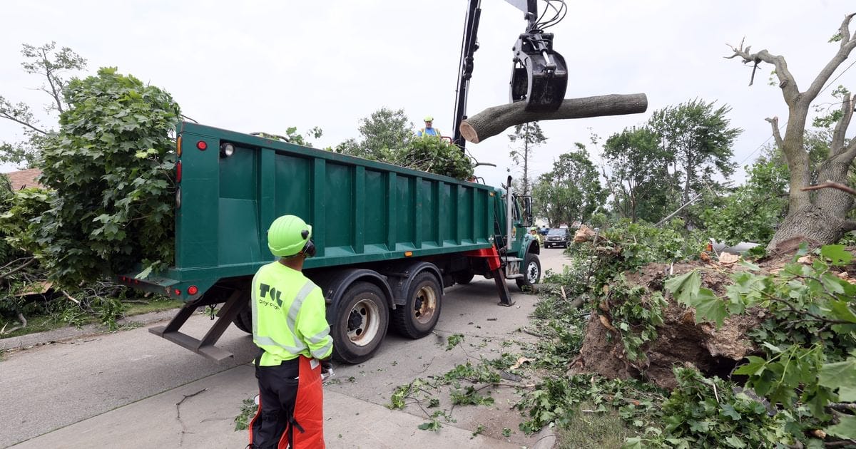 City of Buffalo Tree Removal: Essential Guide | by Audrina Bunton | Jul ...