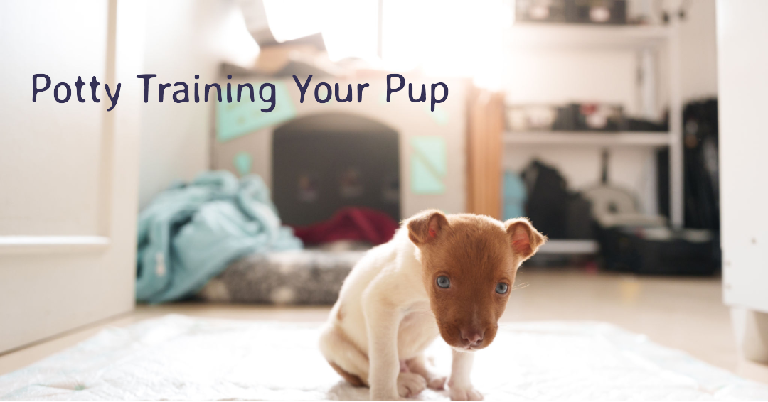 Is Your Dog’s Diet the Key to Their Behavior? Find Out Now! | by Rhon ...
