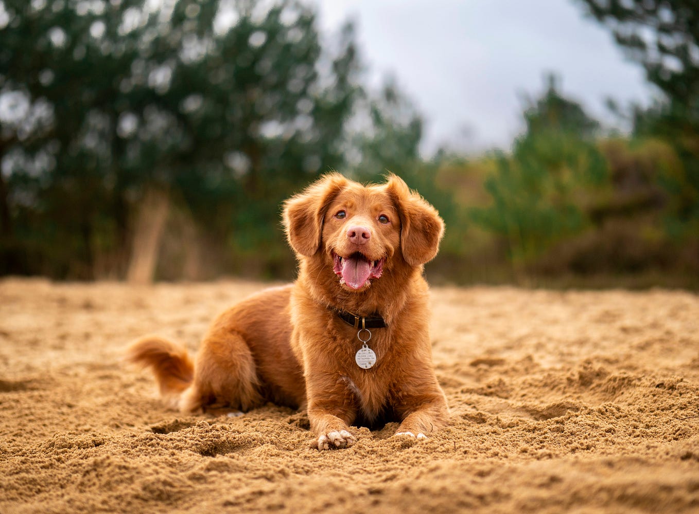 Understanding Canine Emotional Intelligence: How Do Dogs Express ...
