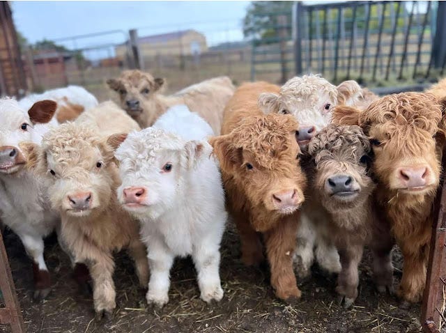 “Miniature Highlander Cows: The Perfect Addition to Your Farm” | by ...