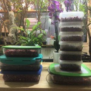 Ubotany and U’s Coca Garden: Coca Seeds and Germination Guide 🌿 | by ...