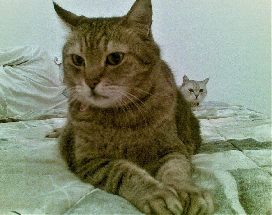 Turns Out Cats Do Actually Have A Favorite Color | by Susan Nilson ...