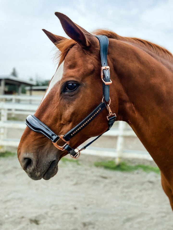 Understanding the Importance of Quality Materials in Equestrian Gear ...