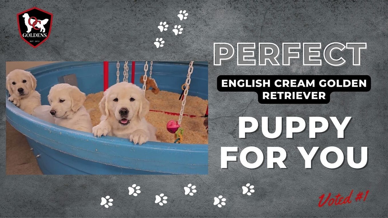 How are English Cream Golden Retrievers different? | by OC Goldens ...