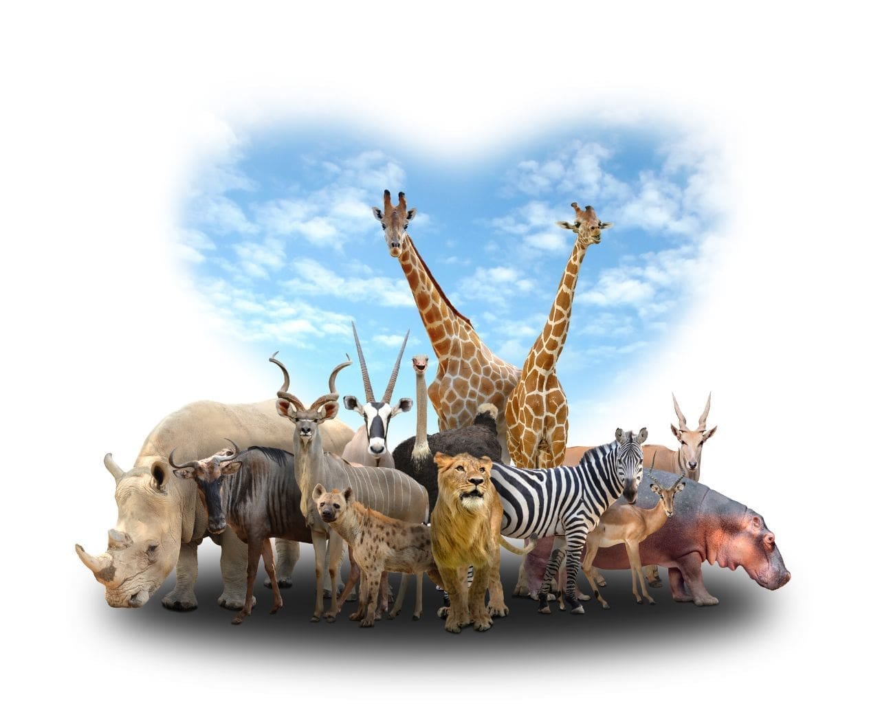 The Importance of Biodiversity Conservation for Ecosystems and Human ...