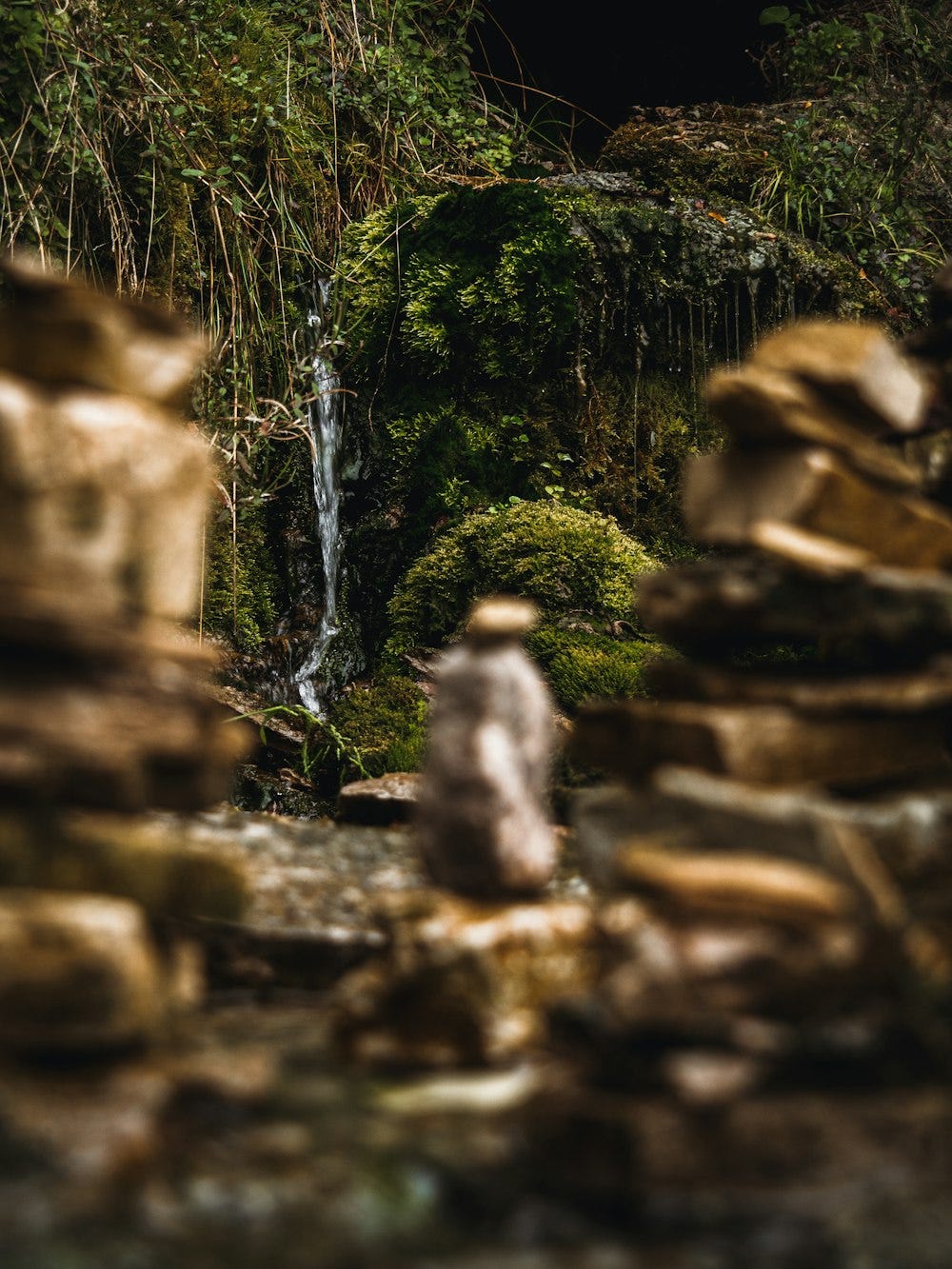 The Fragile Balance: Threats to Biodiversity and Strategies for ...