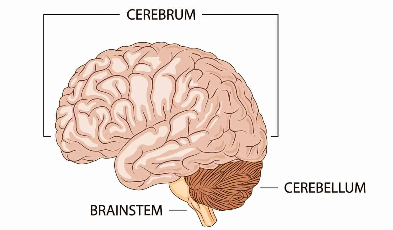 Brain Lobes Diagram Unlabeled
